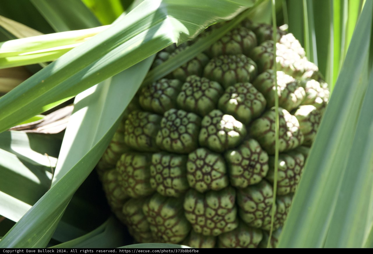 Tropical Patterns: The Enigmatic Pandanus Fruit - Dave Bullock / eecue ...
